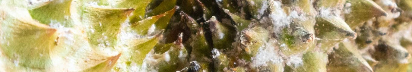 Durgama Defense Coalition – Bromad Academy